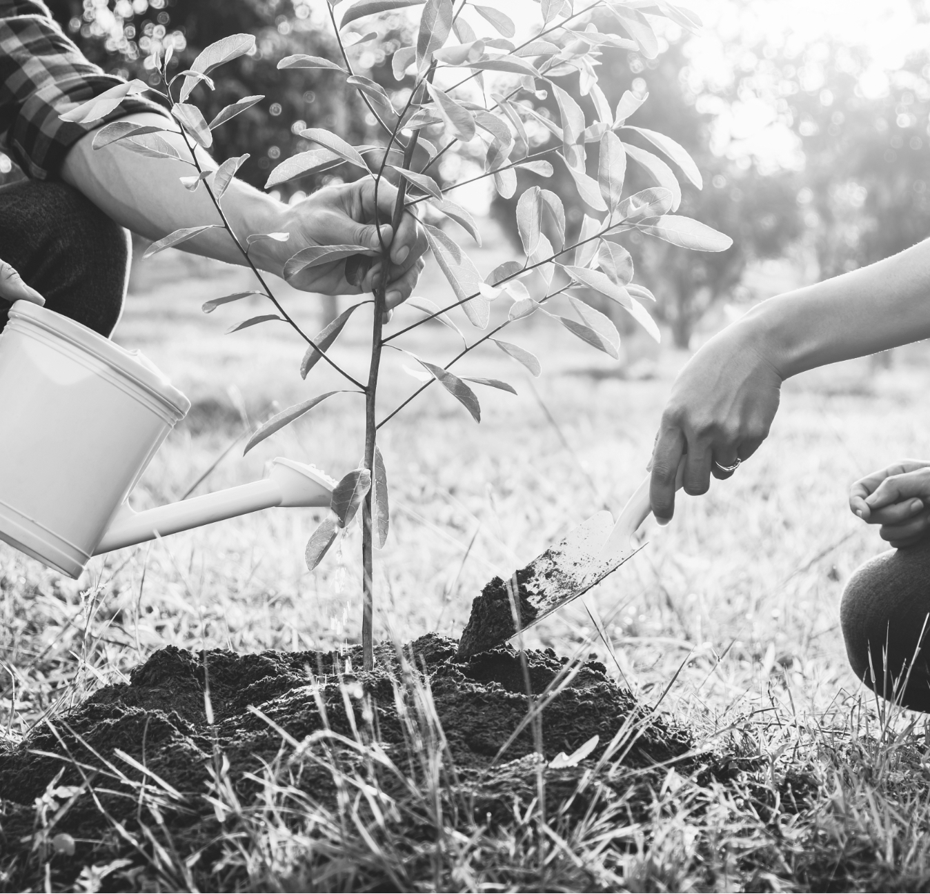 AEDAS Homes Ecoliving | Verde que te quiero